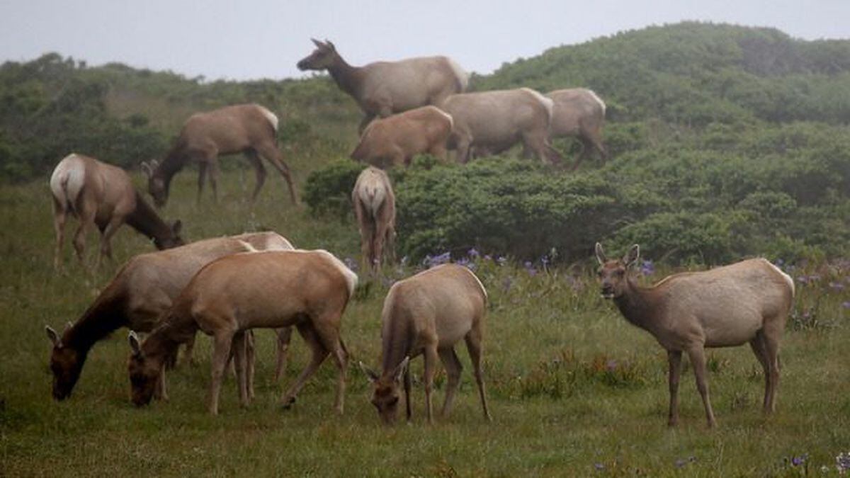 Crippling elk hoof disease still spreading in Washington