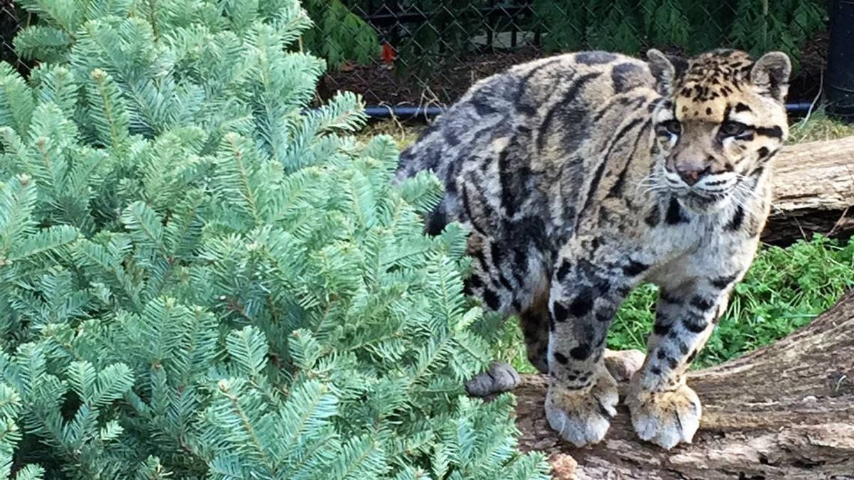 Point Defiance Zoo's first clouded leopard dies after two decades calling Tacoma home