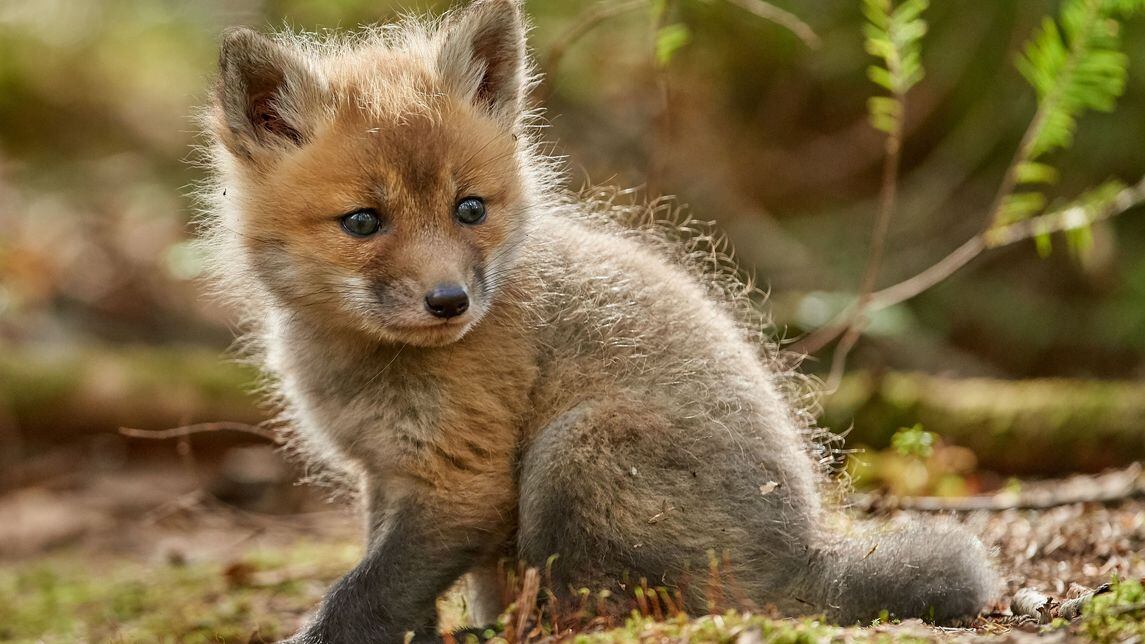 Images Of Baby Foxes