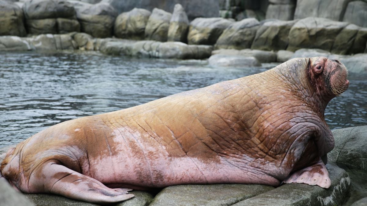 Breeding assignment complete: Dozer the walrus leaving the Point ...