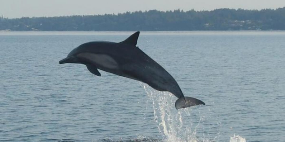 Dolphin known as Big Back Notch found dead near Olympia