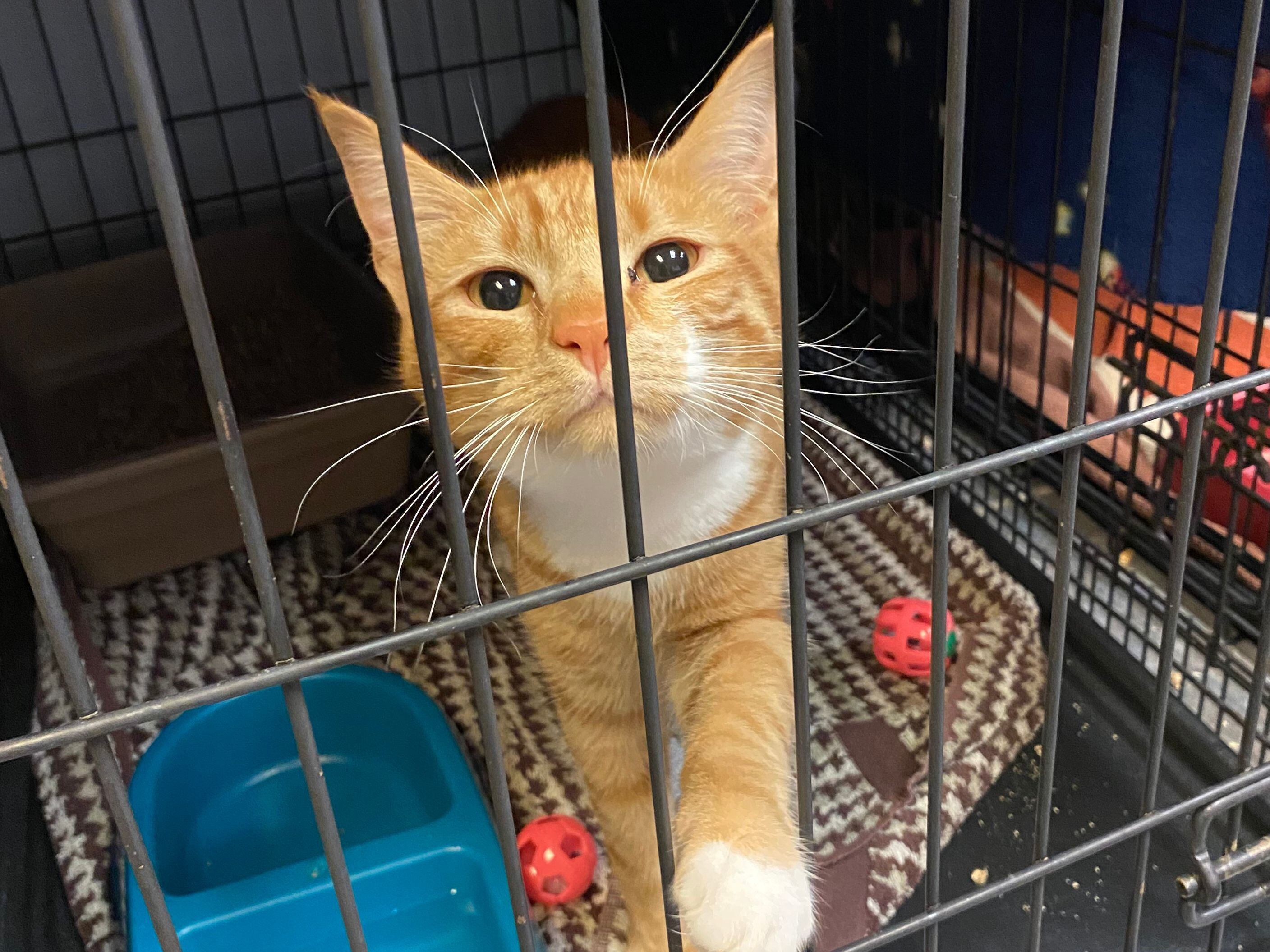 Cat In Shelter
