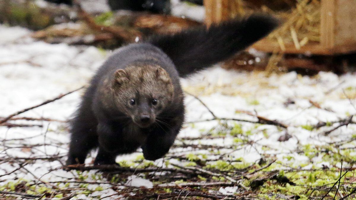 Rare weasel returns to historic range in Washington state