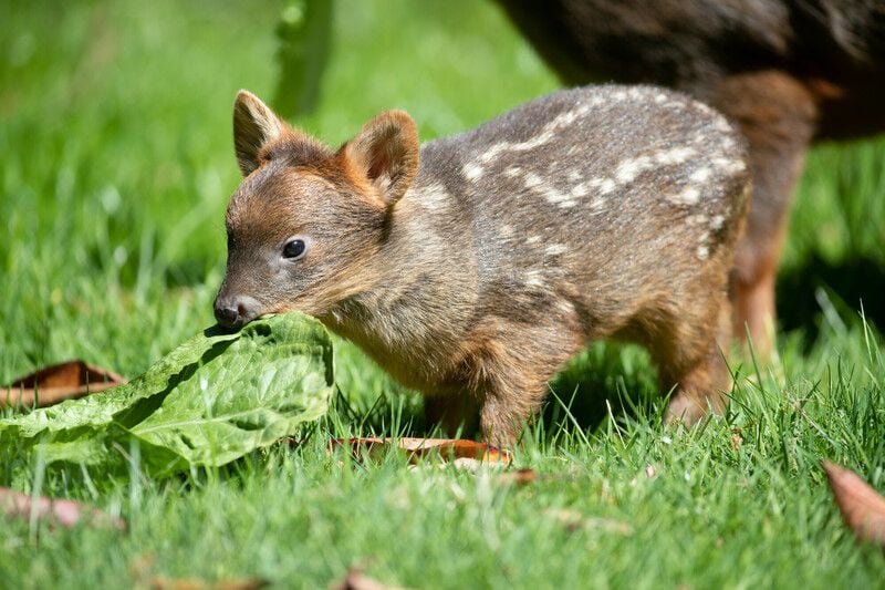 Baby Pudu