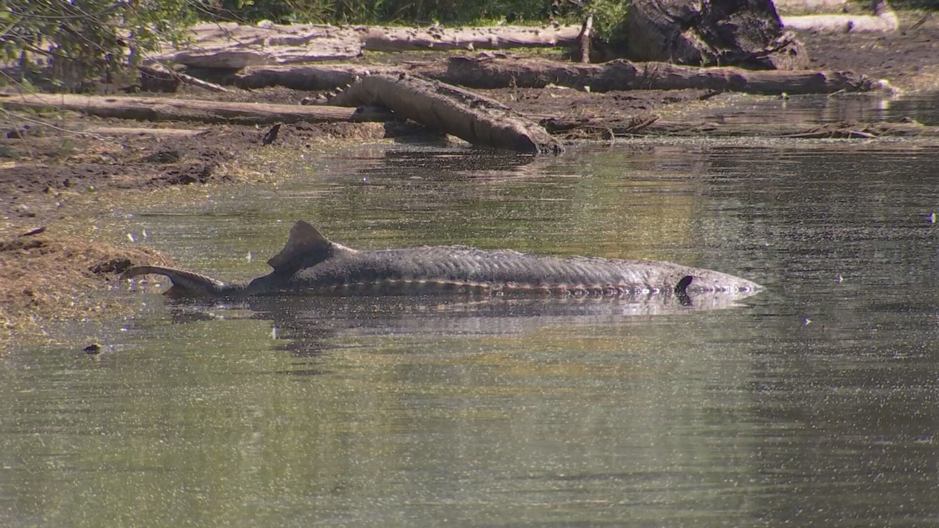 Giant Sturgeon