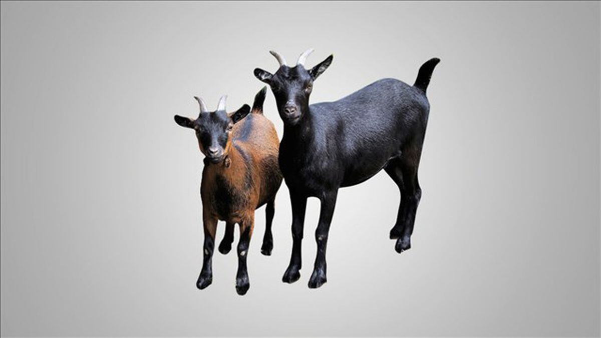 Goats as golf caddies? This course is changing the game