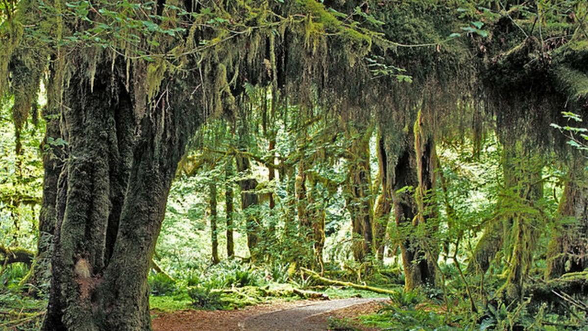 Conservationists move to protect more than 7,000 acres of Puget Sound ...